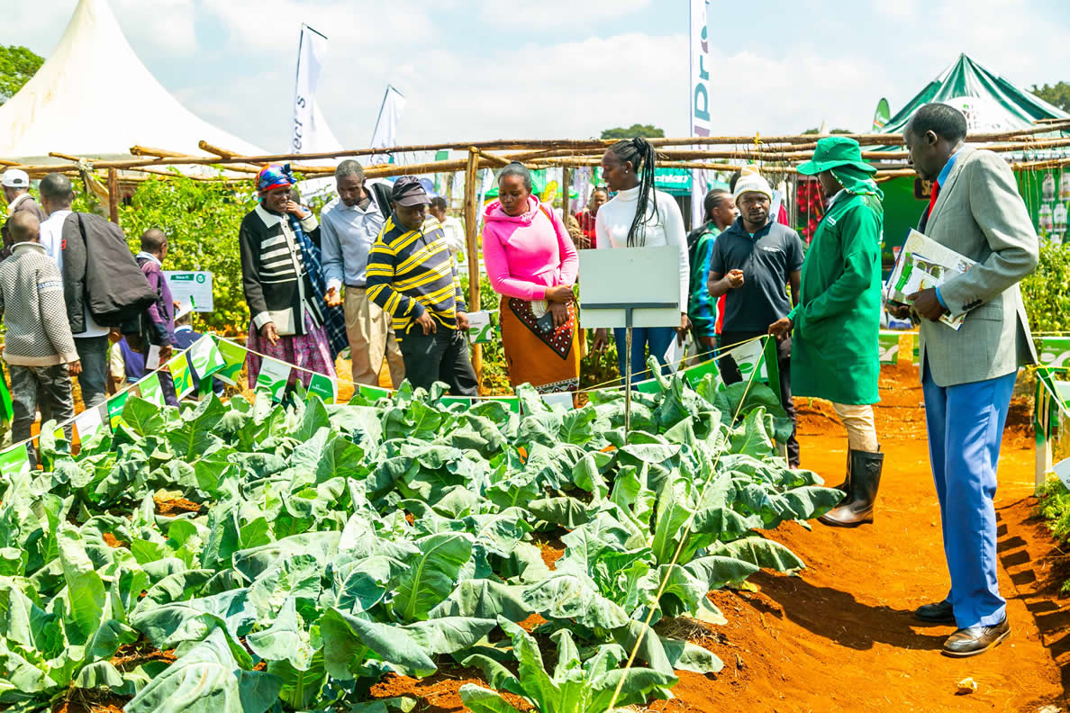 Continental Seeds - Your partner for high quality vegetable seeds ...